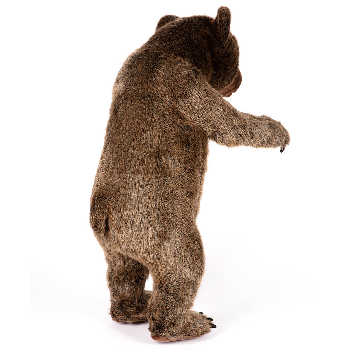 Grizzly Bears Standing Up